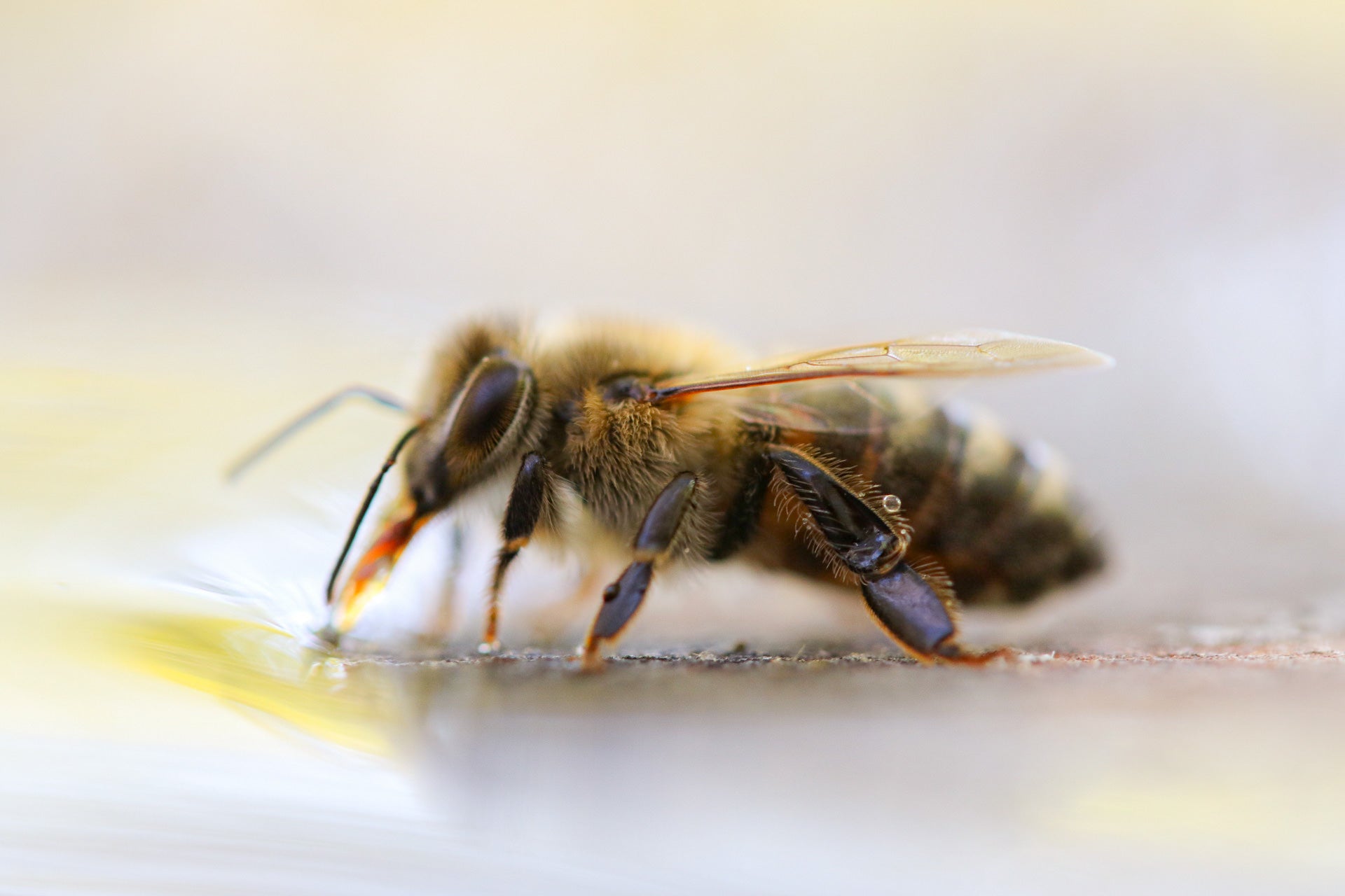 Special Selection – Bee and Me Honey