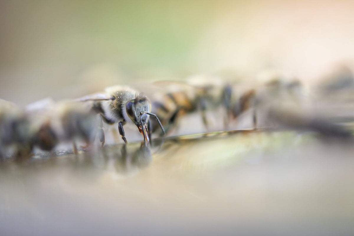 Special Selection – Bee and Me Honey
